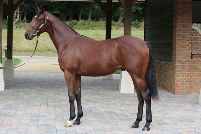 Stallion Breeding Programs – Thoroughbred Genetics